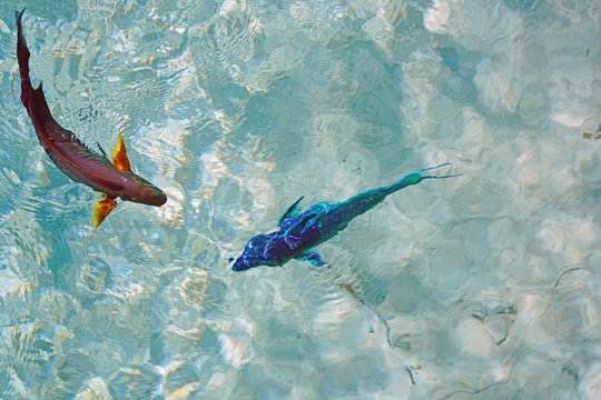 Pollyfish Billeder – Gennemse 7,172 stockfotos, vektorer og videoer ...