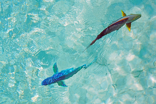 รูปภาพPollyfish – เลือกดูภาพถ่ายสต็อก เวกเตอร์ และวิดีโอ6,968 | Adobe Stock