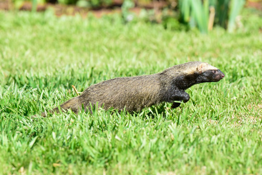 รูปภาพGrison – เลือกดูภาพถ่ายสต็อก เวกเตอร์ และวิดีโอ13,323 | Adobe Stock