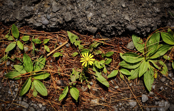 รูปภาพFolwer – เลือกดูภาพถ่ายสต็อก เวกเตอร์ และวิดีโอ235 | Adobe Stock