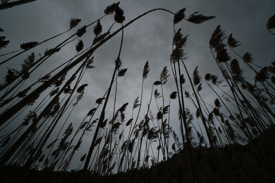 รูปภาพPampus – เลือกดูภาพถ่ายสต็อก เวกเตอร์ และวิดีโอ167 | Adobe Stock
