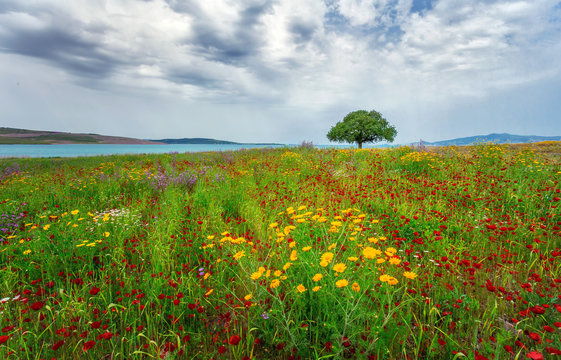 Sakran Images – Browse 115 Stock Photos, Vectors, and Video | Adobe Stock