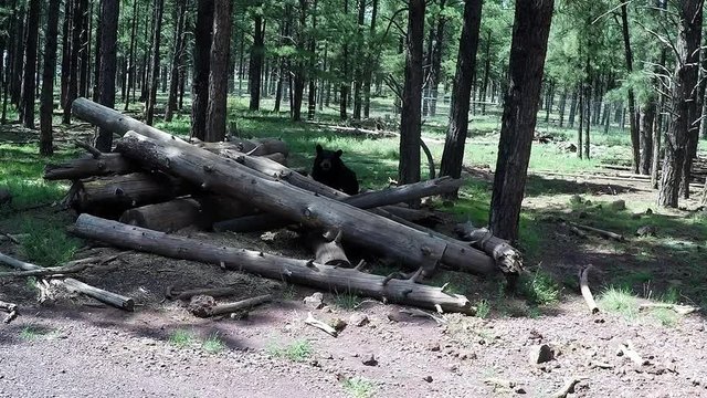 "Bear Den" Imagens – Procure 81 fotos, vetores e vídeos | Adobe Stock