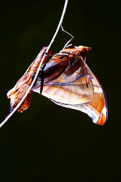 รูปภาพCasulo – เลือกดูภาพถ่ายสต็อก เวกเตอร์ และวิดีโอ173 | Adobe Stock