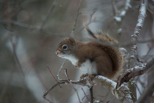 Richard Potvin photos, images, assets | Adobe Stock