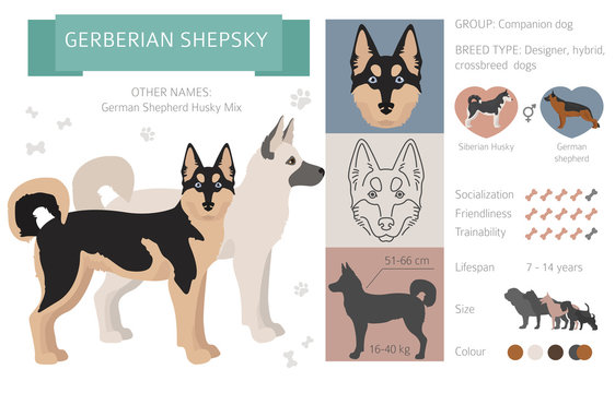 Gerberian Shepsky Full Grown