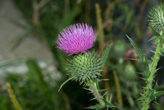 Richard Potvin photos, images, assets | Adobe Stock