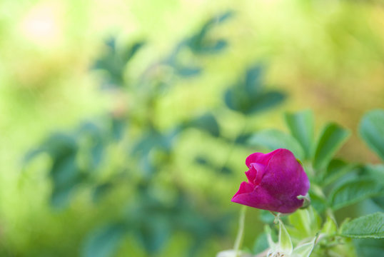 Richard Potvin photos, images, assets | Adobe Stock