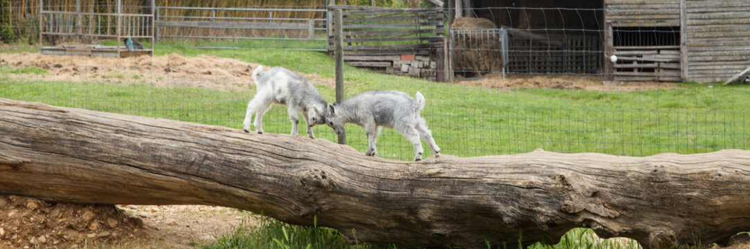 「Chevreaux」の画像 - 270 件の Stock 写真、ベクターおよびビデオ | Adobe Stock