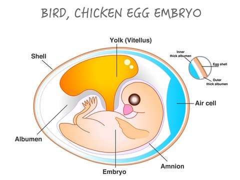 "Bird Embryo" Images – Browse 36 Stock Photos, Vectors, and Video ...