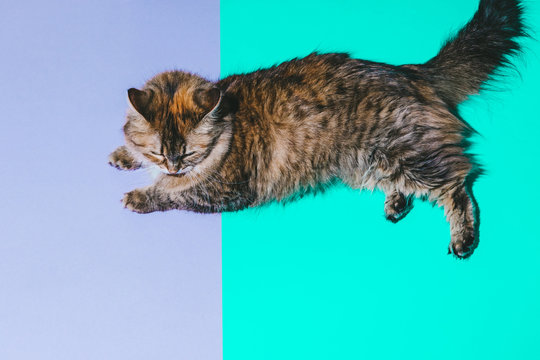 Cat Solid Background Images – Browse 17,811 Stock Photos, Vectors, and ...