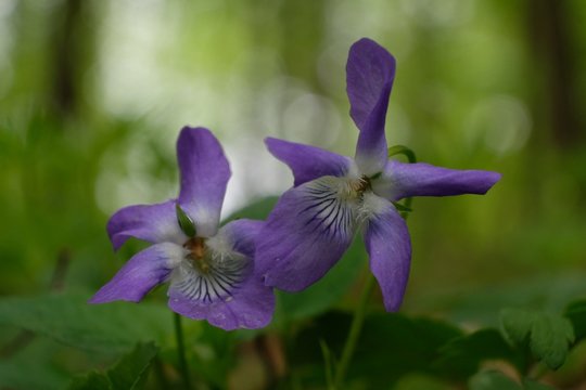 รูปภาพWonny – เลือกดูภาพถ่ายสต็อก เวกเตอร์ และวิดีโอ85 | Adobe Stock