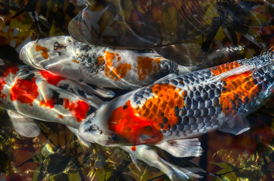 รูปภาพPirania – เลือกดูภาพถ่ายสต็อก เวกเตอร์ และวิดีโอ358 | Adobe Stock