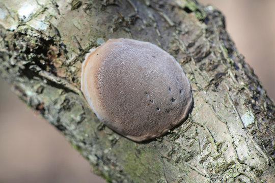 รูปภาพPhellinus – เลือกดูภาพถ่ายสต็อก เวกเตอร์ และวิดีโอ305 | Adobe Stock