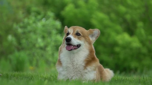 Happy Corgi Images – Browse 60,103 Stock Photos, Vectors, and Video ...