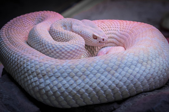 White Snake