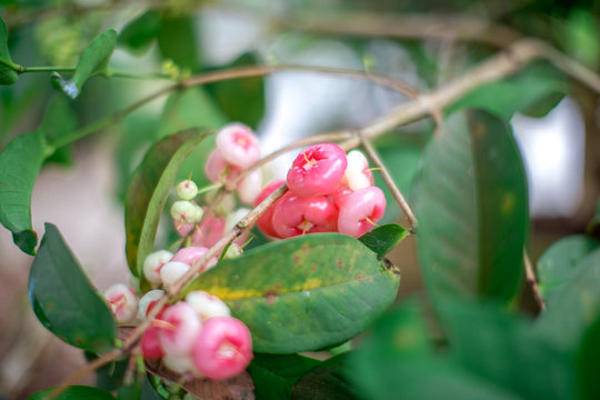 รูปภาพChompu – เลือกดูภาพถ่ายสต็อก เวกเตอร์ และวิดีโอ237 | Adobe Stock