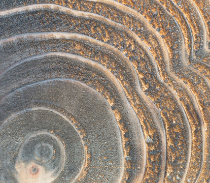 Pith Images – Browse 44,998 Stock Photos, Vectors, and Video | Adobe Stock