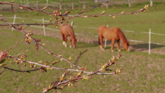 Frondescence Images – Browse 342 Stock Photos, Vectors, and Video ...