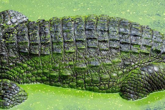 Alligator Pattern