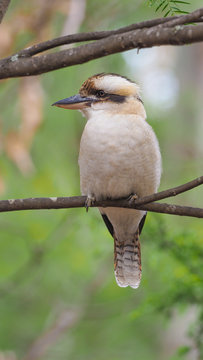 "Laughing Bird"-Bilder: Stock-Fotos & -Videos. | Adobe Stock