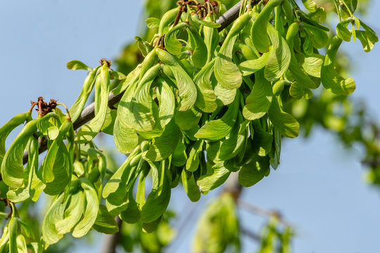 "Maple Keys" Images – Browse 208 Stock Photos, Vectors, and Video ...