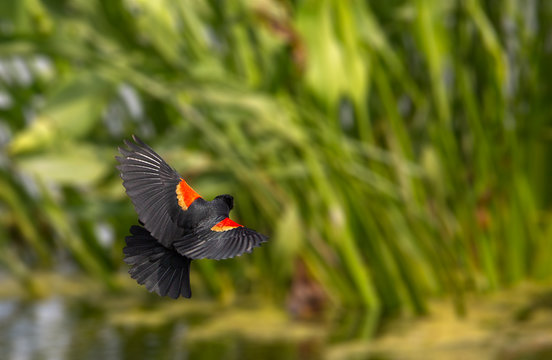 Blackbird In Flight Images – Browse 42,118 Stock Photos, Vectors, and ...