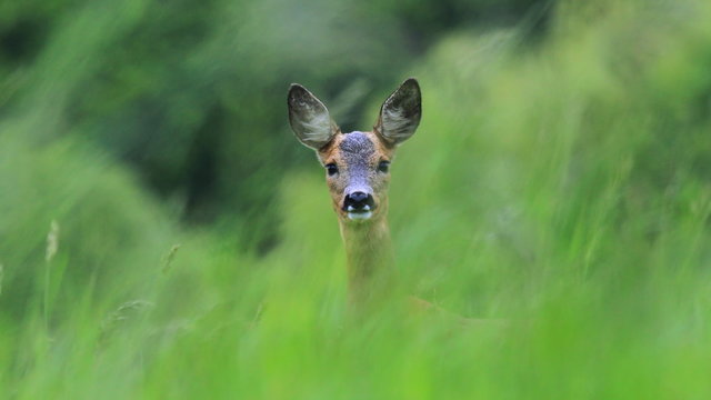 「Chevrette」の写真素材 | 849件の無料イラスト画像 | Adobe Stock