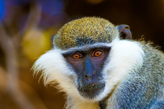 "Sad Animals" Immagini - Sfoglia 64 foto, vettoriali e video Stock ...