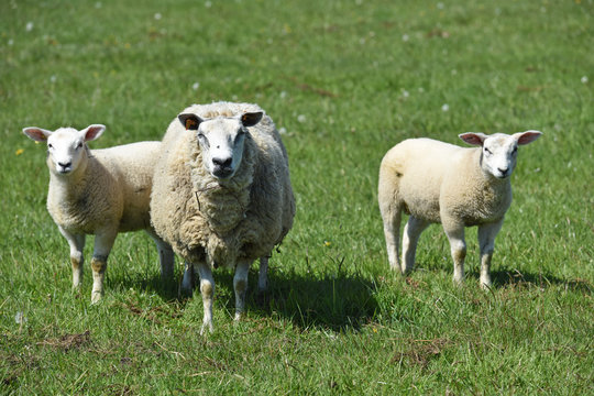 รูปภาพAgneaux – เลือกดูภาพถ่ายสต็อก เวกเตอร์ และวิดีโอ873 | Adobe Stock