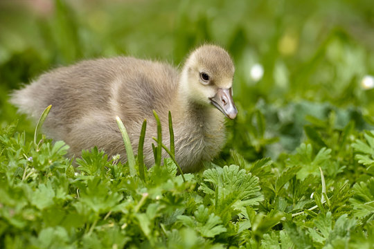 Vogelbabys Images – Browse 42 Stock Photos, Vectors, and Video | Adobe ...