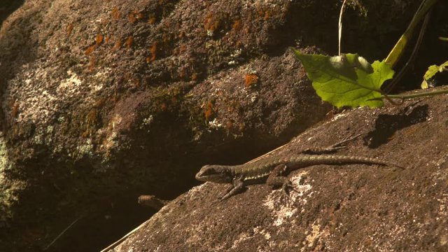 「Tropiduridae」の写真素材 | 206件の無料イラスト画像 | Adobe Stock