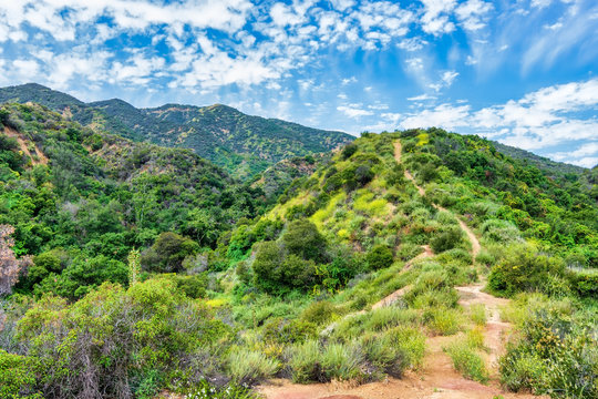 Chaparral 이미지 – 찾아보기 8,474 스톡 사진, 벡터 및 비디오 | Adobe Stock