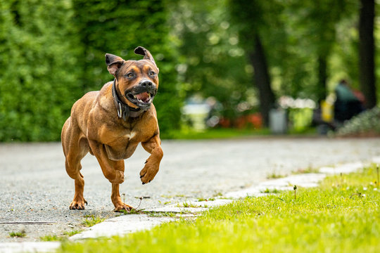Gehorchen bilder – Bläddra bland 858 stockfoton, vektorer och videor ...