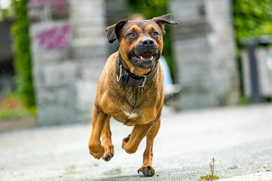 รูปภาพKampfhund – เลือกดูภาพถ่ายสต็อก เวกเตอร์ และวิดีโอ1,192 | Adobe Stock
