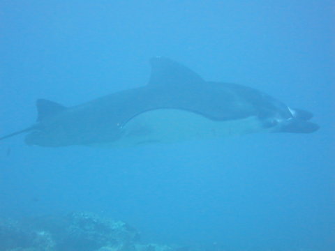 "Manta Raya" Images – Browse 183 Stock Photos, Vectors, and Video ...