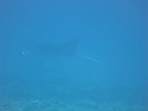 "Manta Raya" Images – Browse 183 Stock Photos, Vectors, and Video ...