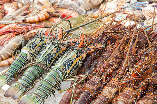 "Painted Crayfish" Bilder – Durchsuchen 104 Archivfotos, Vektorgrafiken ...