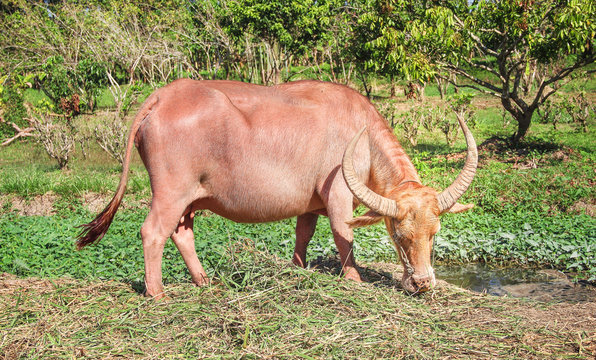 Carabao Images – Browse 2,598 Stock Photos, Vectors, and Video | Adobe ...