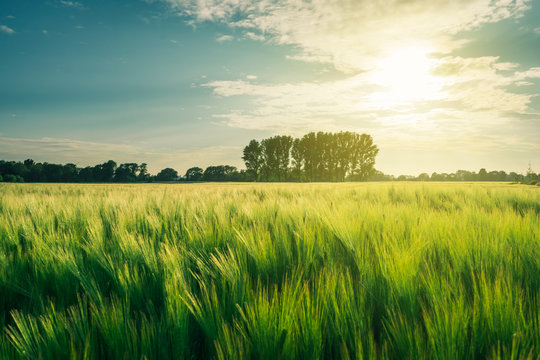 Gerstenfeld 이미지 – 찾아보기 3,754 스톡 사진, 벡터 및 비디오 | Adobe Stock