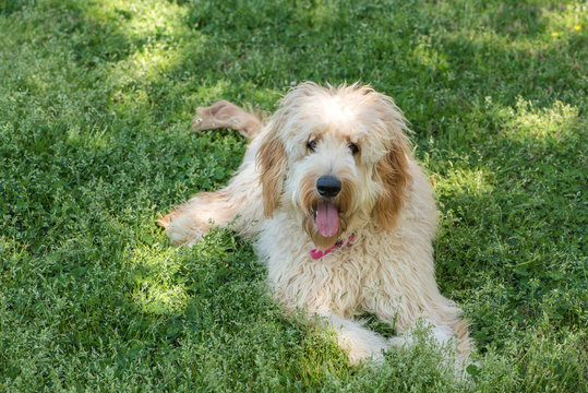 35 BEST Goldendoodles IMAGES, STOCK PHOTOS & VECTORS | Adobe Stock