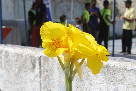 รูปภาพCapacho – เลือกดูภาพถ่ายสต็อก เวกเตอร์ และวิดีโอ146 | Adobe Stock