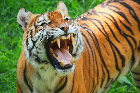 「Tigresse」の画像 - 284 件の Stock 写真、ベクターおよびビデオ | Adobe Stock