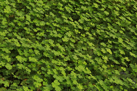 Marsilea Images – Browse 246 Stock Photos, Vectors, and Video | Adobe Stock