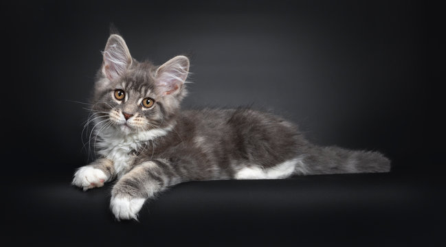 "Paw Over Edge" Images – Browse 32 Stock Photos, Vectors, and Video ...