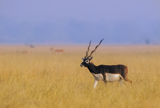 Stag Black Buck