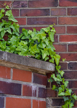 Efeuranken Images – Parcourir 295 le catalogue de photos, vecteurs et ...