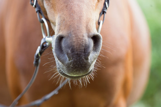 Pferdegebiss-Bilder: Stock-Fotos & -Videos. | Adobe Stock