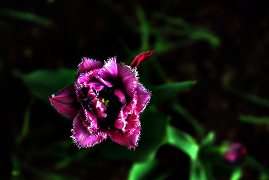 Tulpin Images – Browse 54 Stock Photos, Vectors, and Video | Adobe Stock