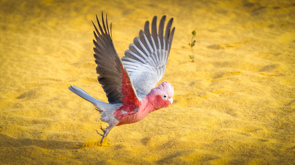 Galah photos, royalty-free images, graphics, vectors & videos | Adobe Stock